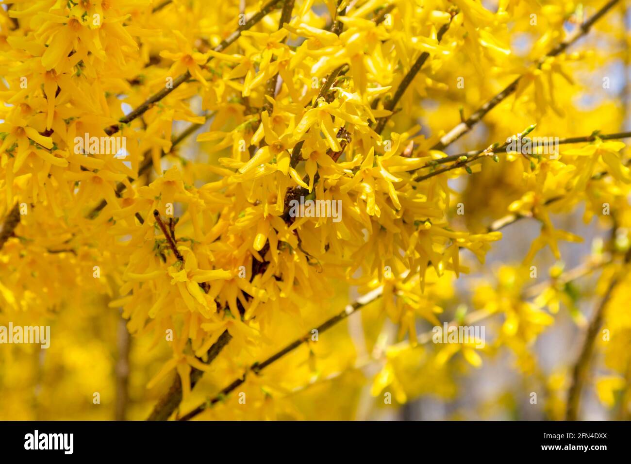 Plant season background hi-res stock photography and images - Alamy