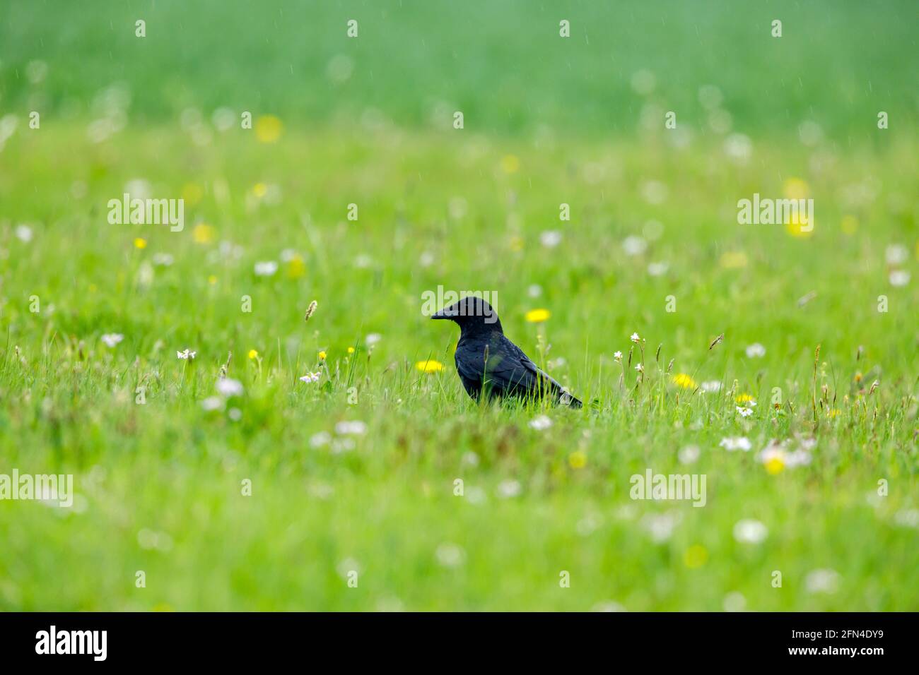 Robin crow hi-res stock photography and images - Alamy