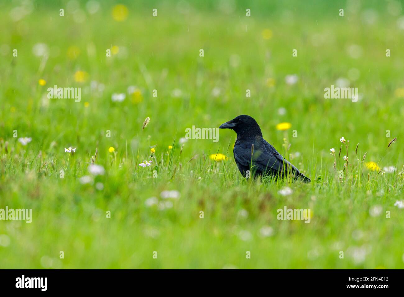 Robin crow hi-res stock photography and images - Alamy