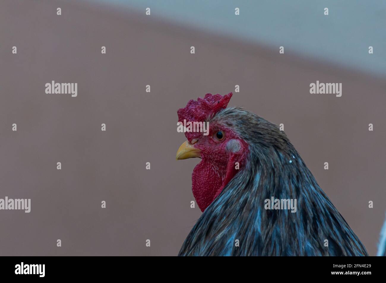 Cochin fowl hi-res stock photography and images - Alamy