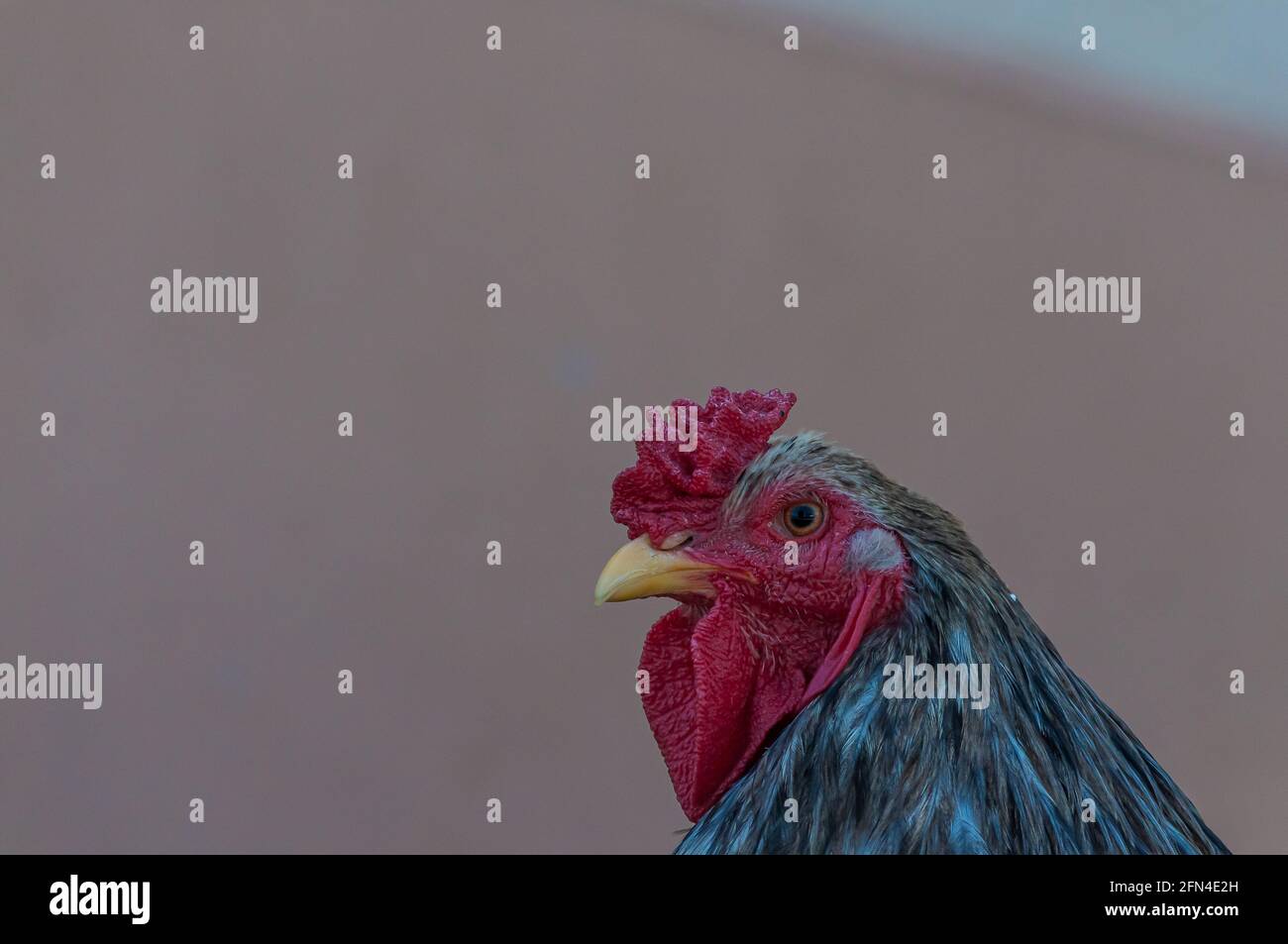 Cochin large fowl hi-res stock photography and images - Alamy