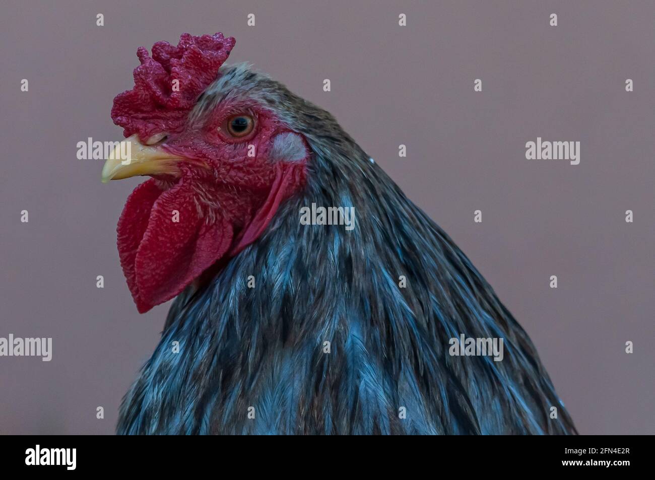 Closeup shot of gray cochin rooster head Stock Photo - Alamy