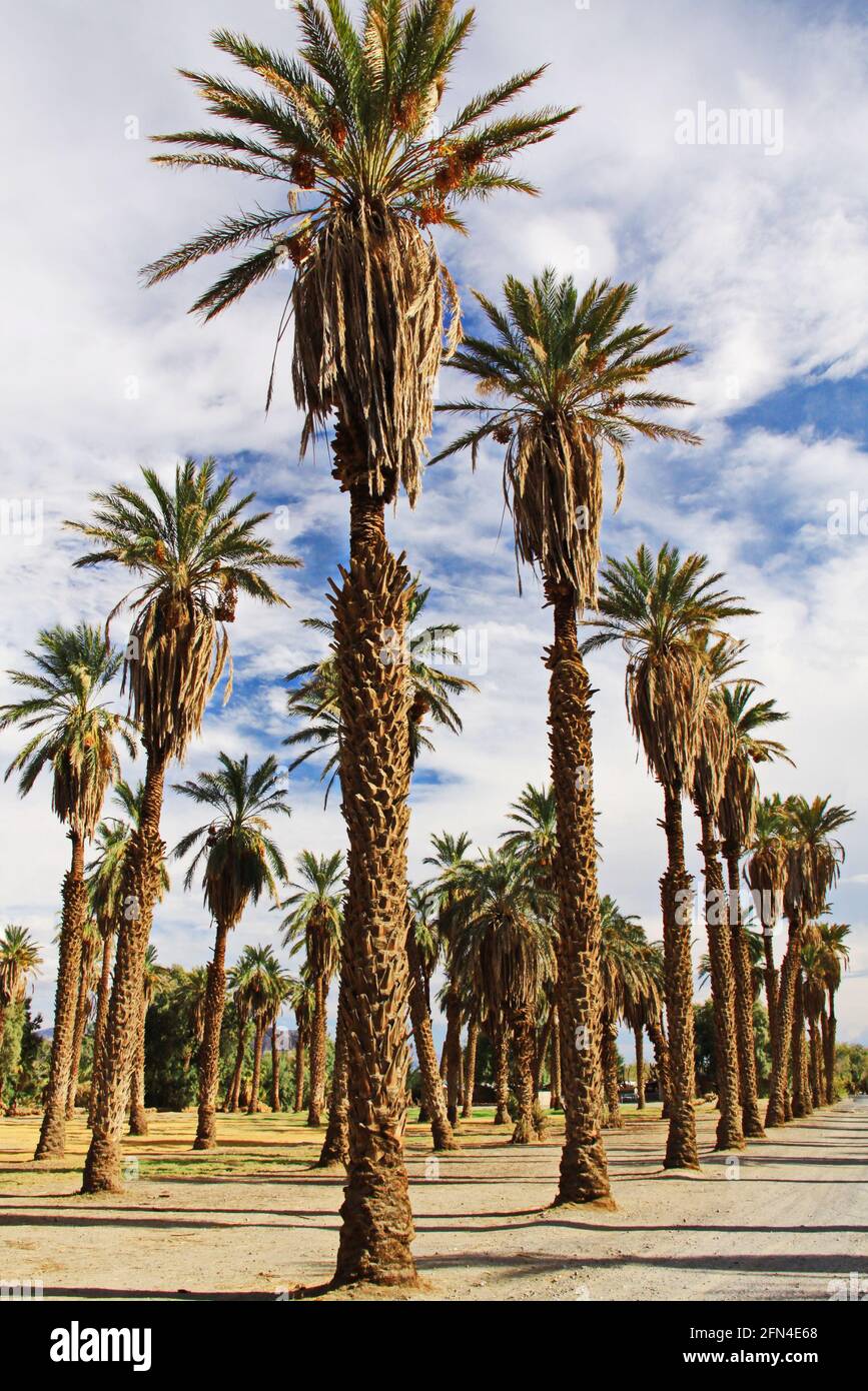 Palm trees at Furnace Creek Ranch in Death Valley in California in the ...