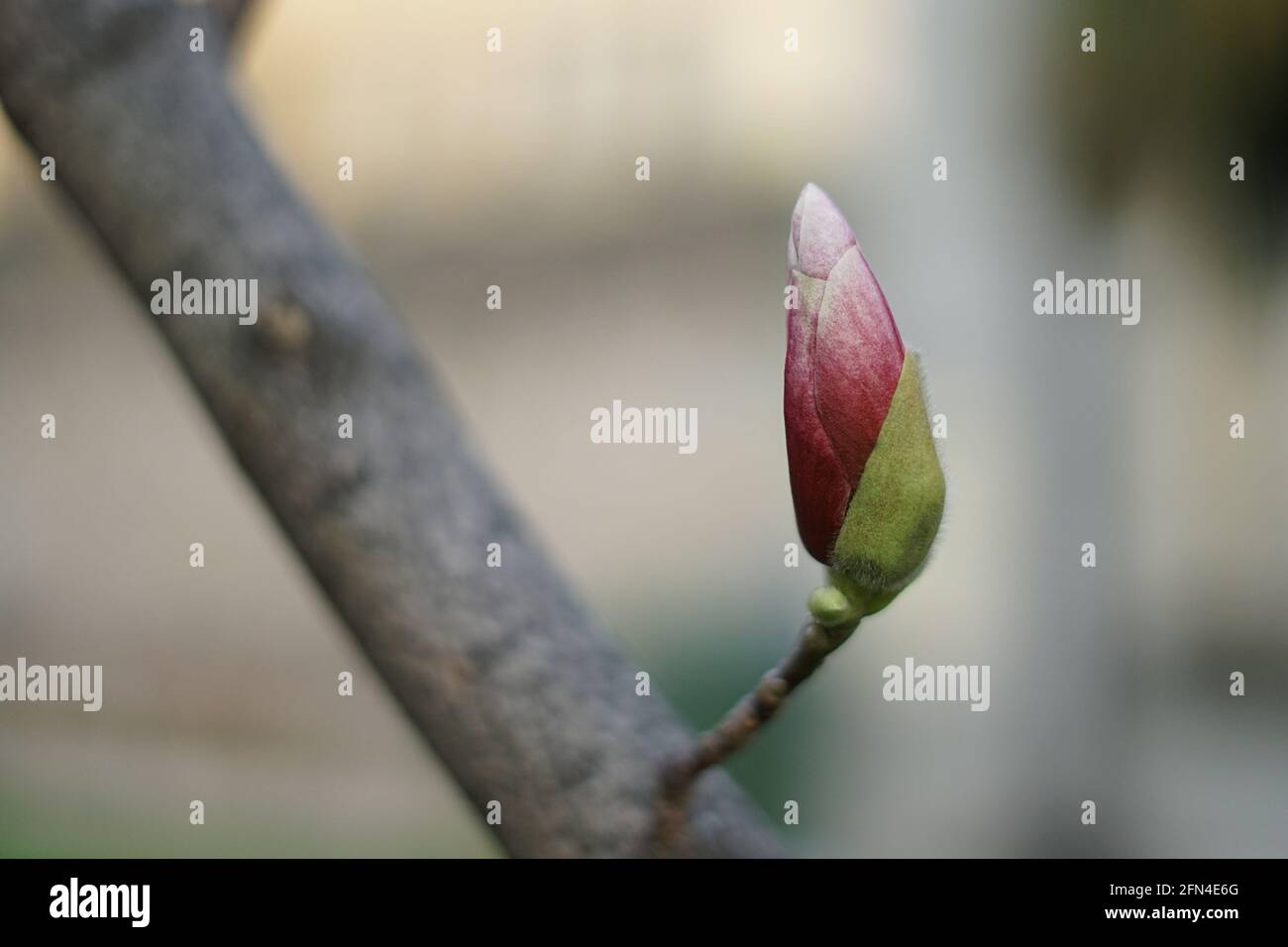 Big flower buds of magnolia-tree. Close up of a beautiful and strange ...