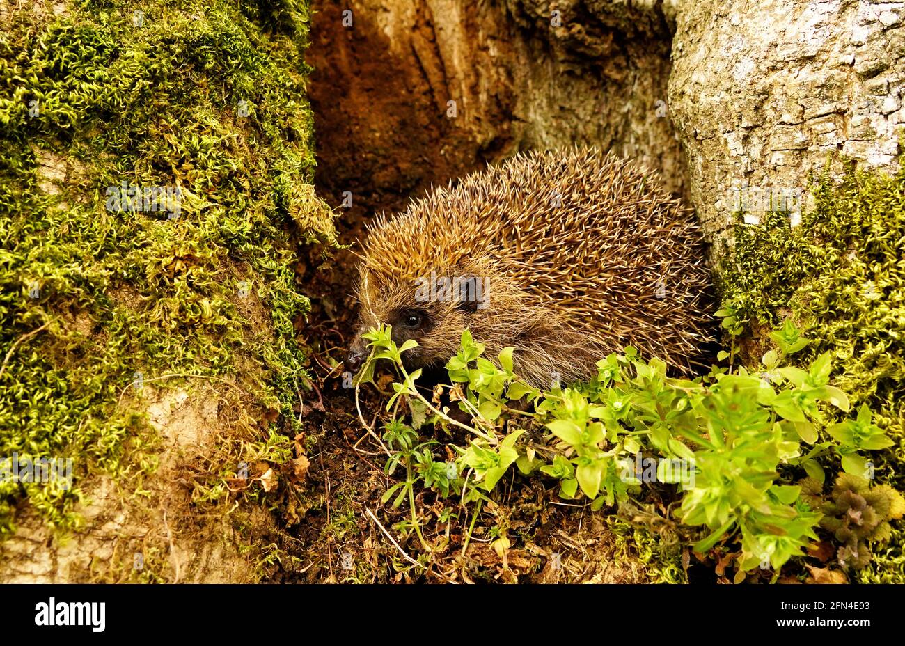 Our native hedgehog is an inhabitant of our gardens Stock Photo - Alamy