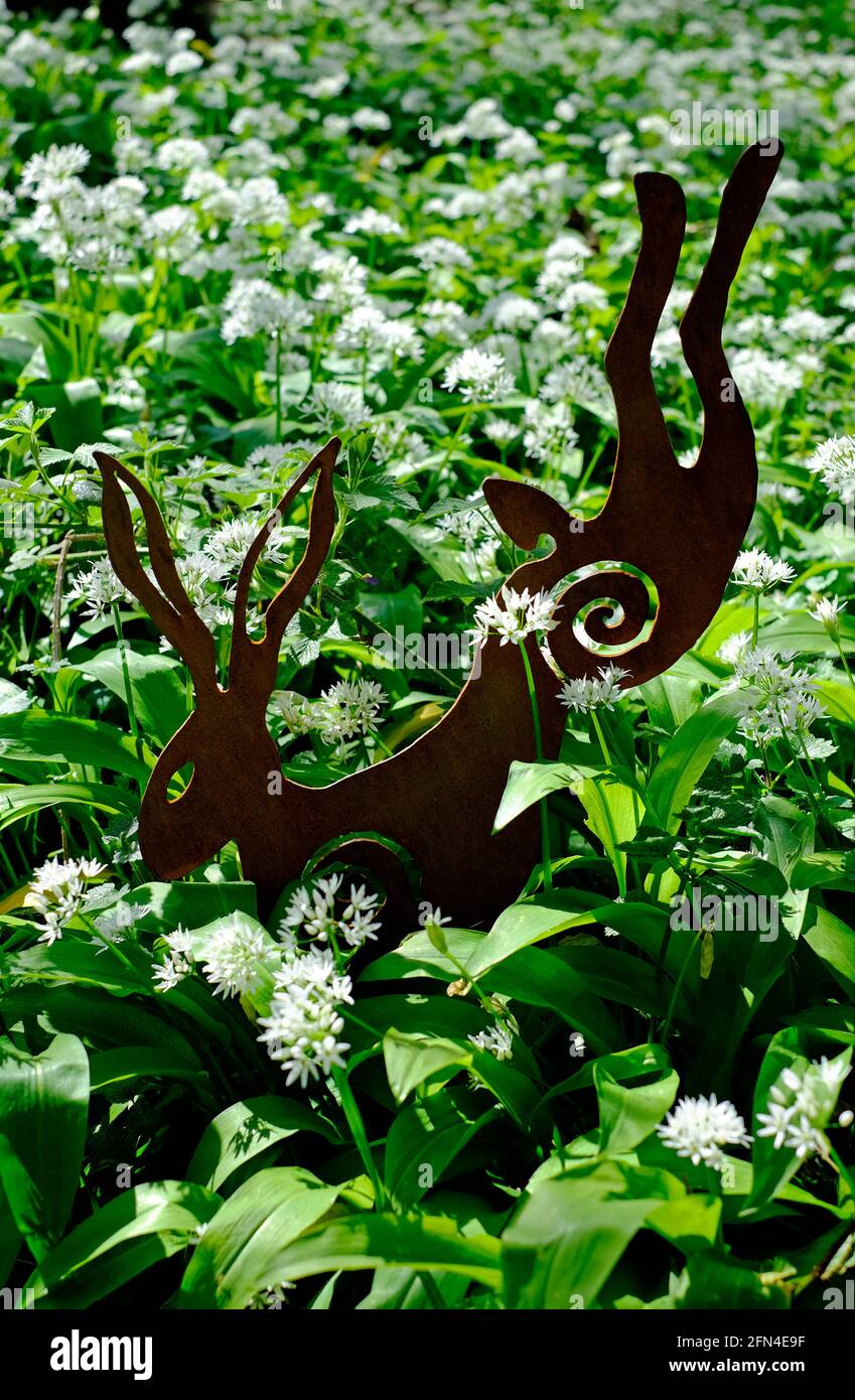 Hare leaping hi-res stock photography and images - Alamy