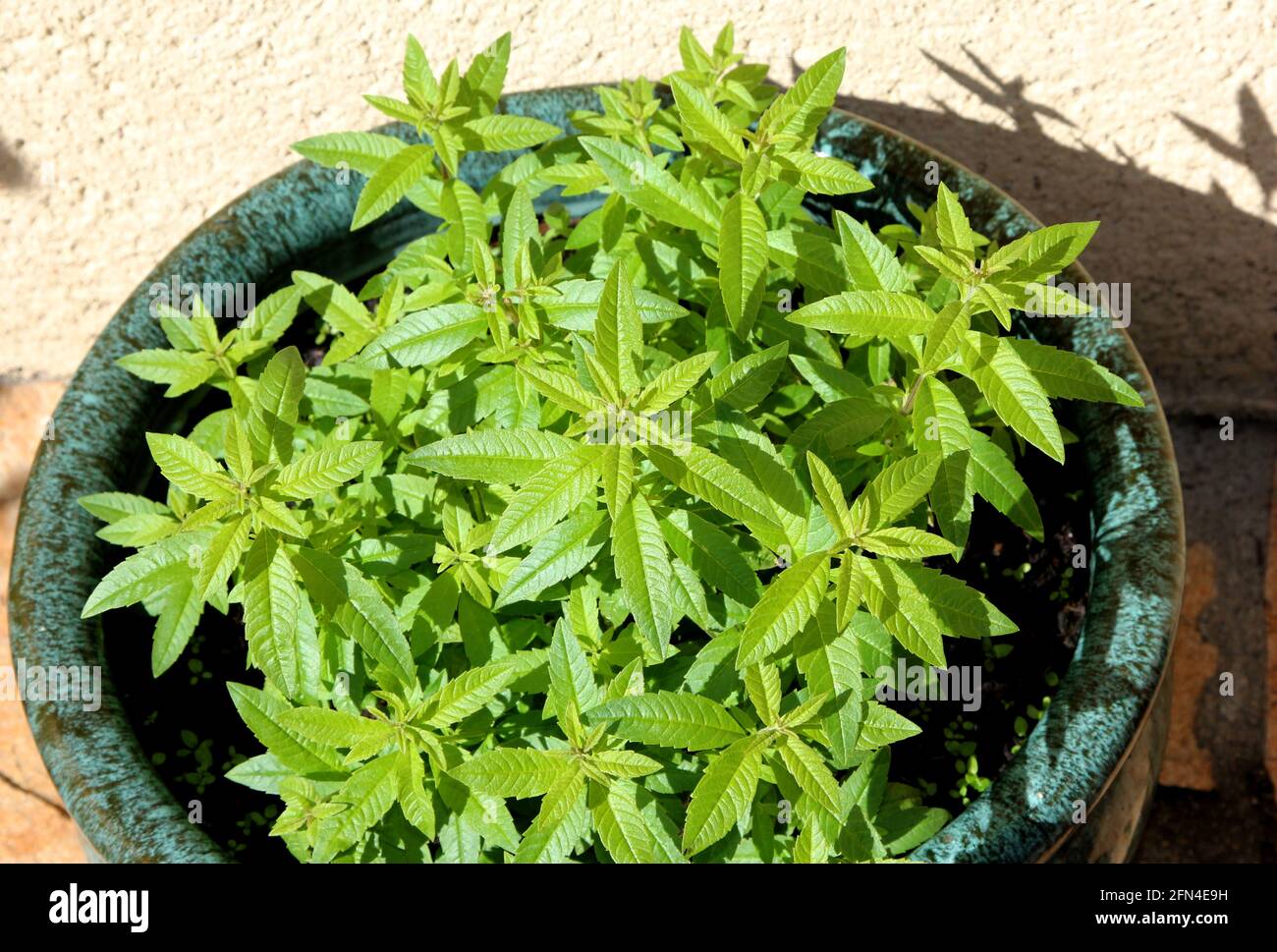 Lemon verbena hi-res stock photography and images - Alamy