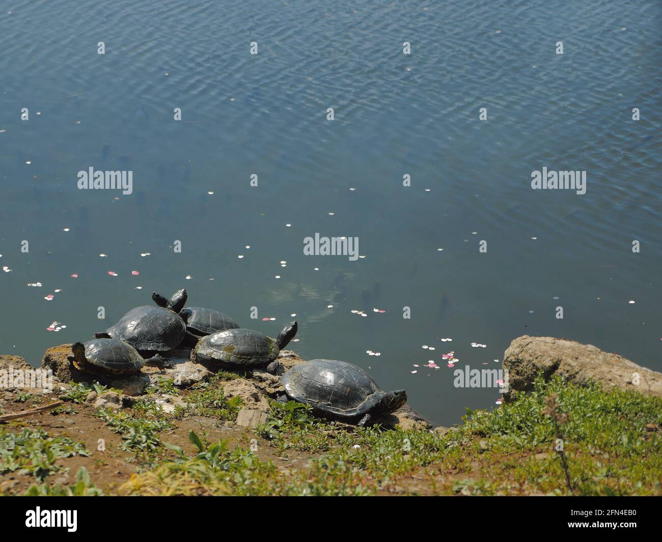 Turtles sunbathe by a pond. Sea turtles basking in the sun on a summer ...