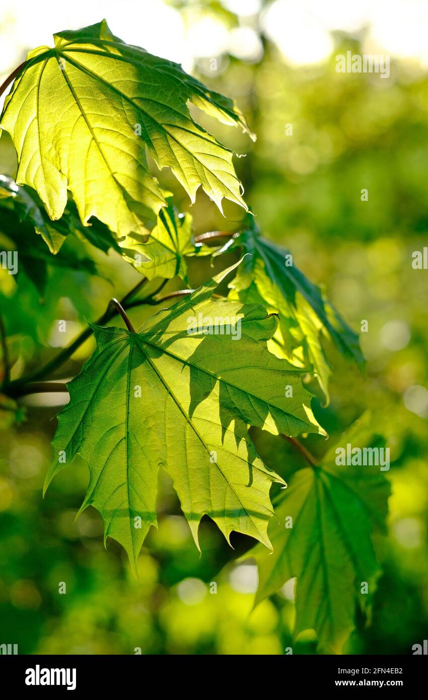 Sycamore leaves hi-res stock photography and images - Alamy