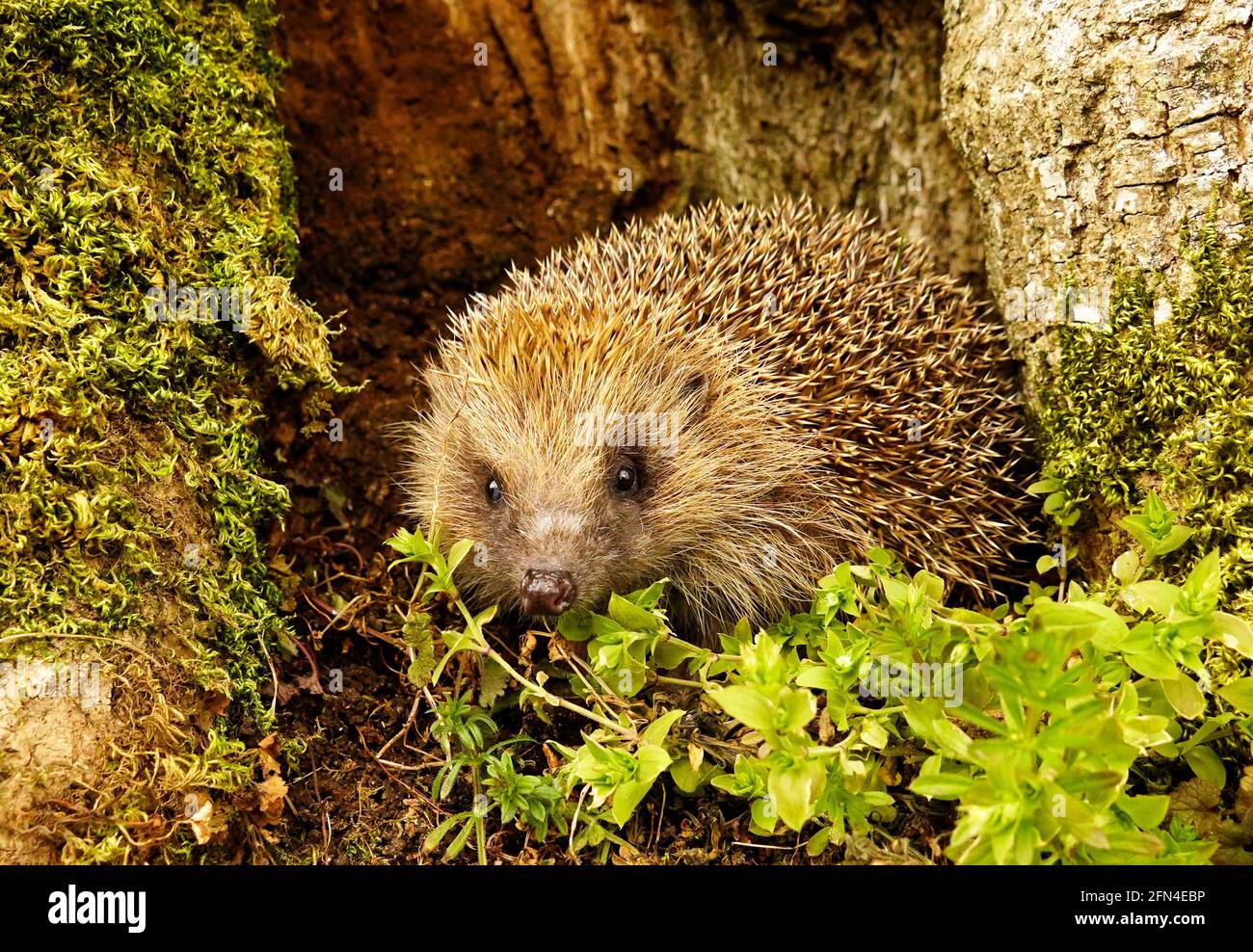 Our native hedgehog is an inhabitant of our gardens Stock Photo - Alamy