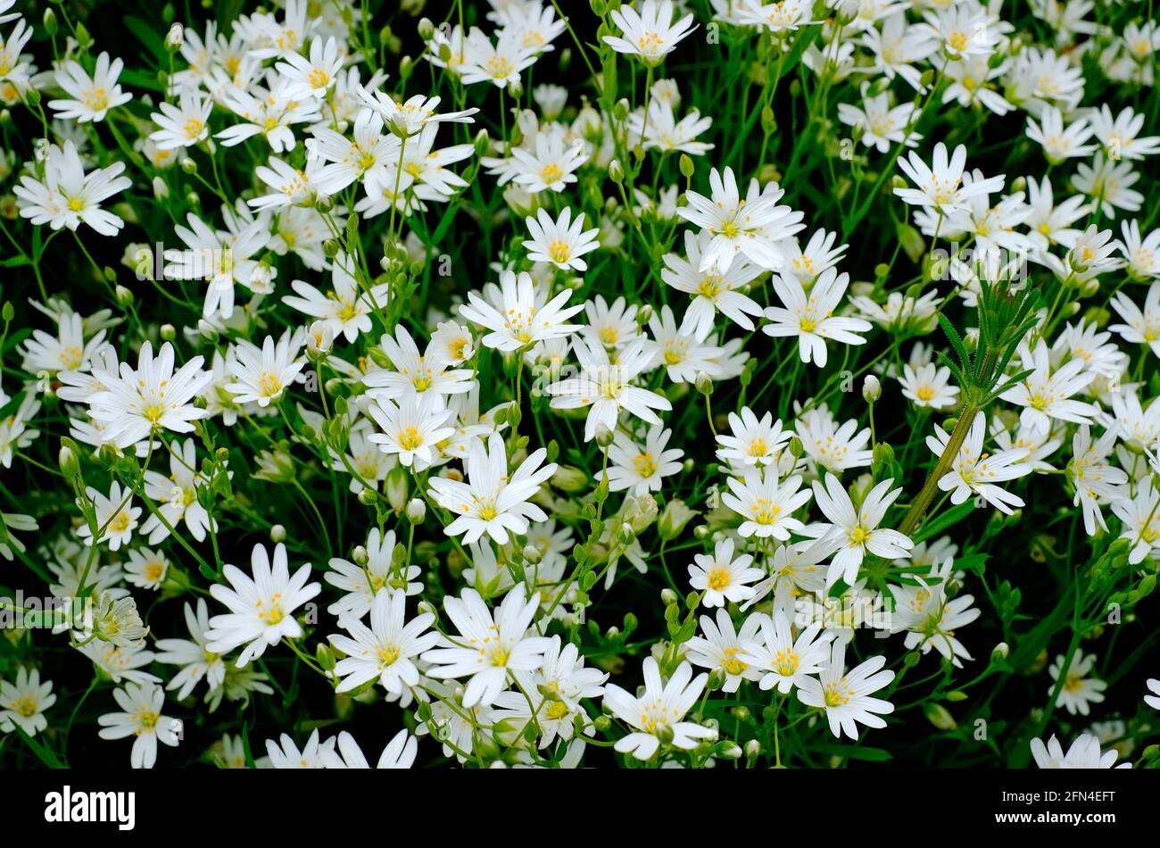 flowering greater stitchwort flowers, stellaria holostea, norfolk ...