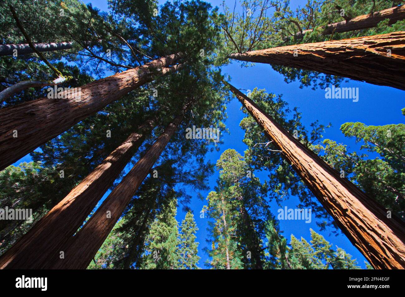 Giant trees in Sequoia NP in California in the USA Stock Photo - Alamy