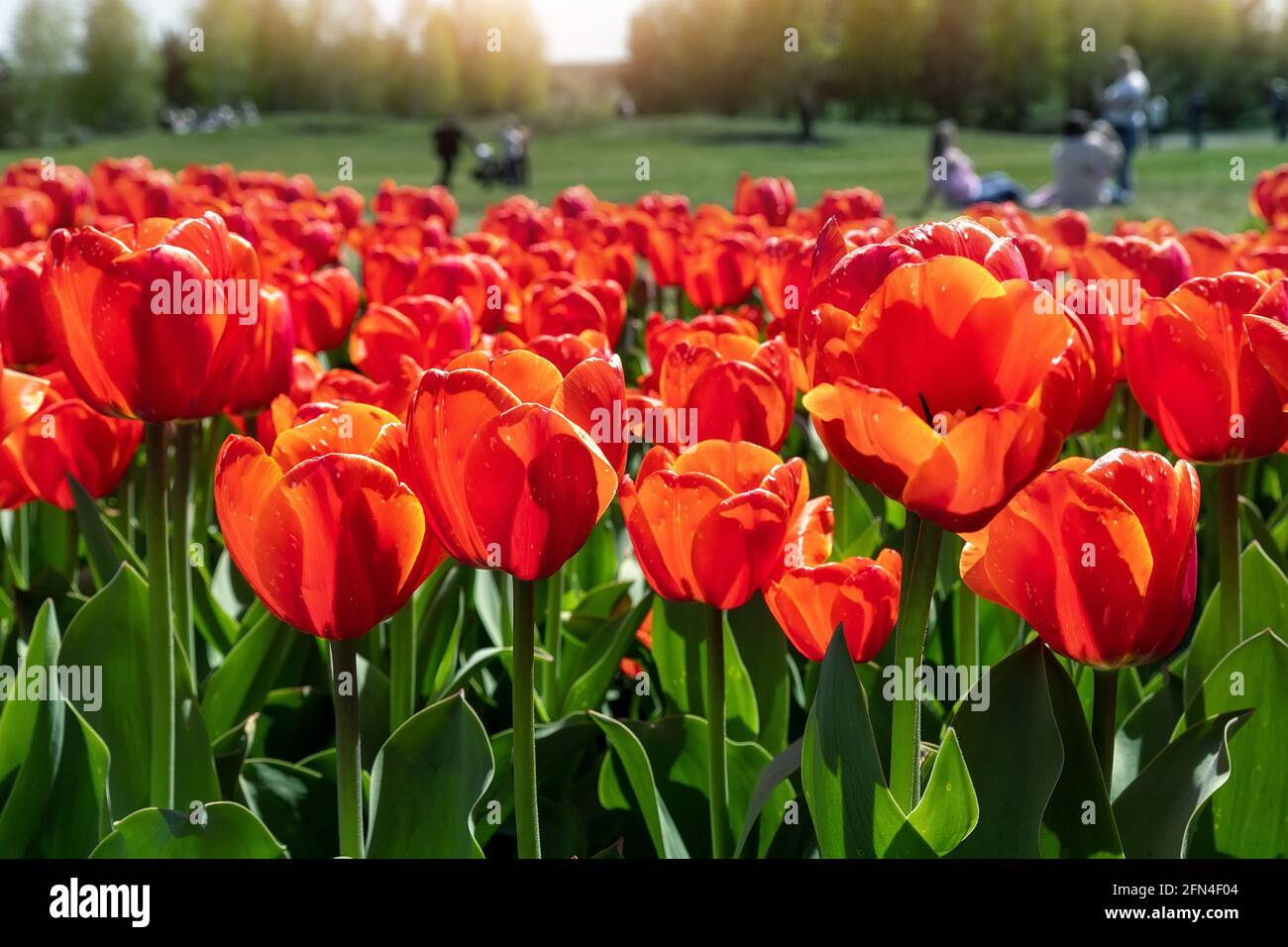 Keukenhof netherlands may scenic hi-res stock photography and images ...