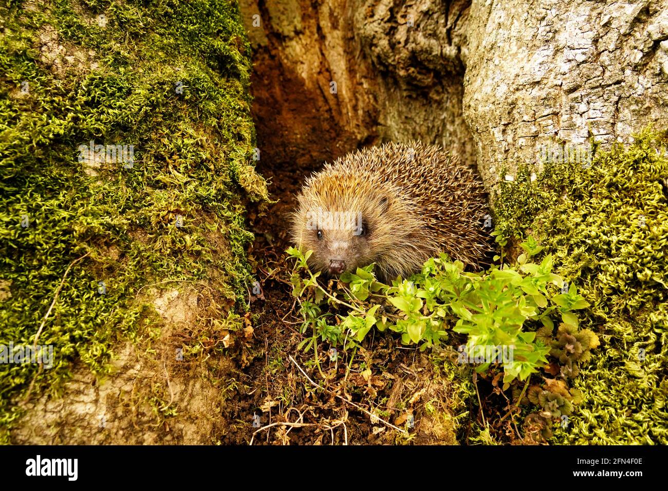 Our native hedgehog is an inhabitant of our gardens Stock Photo - Alamy