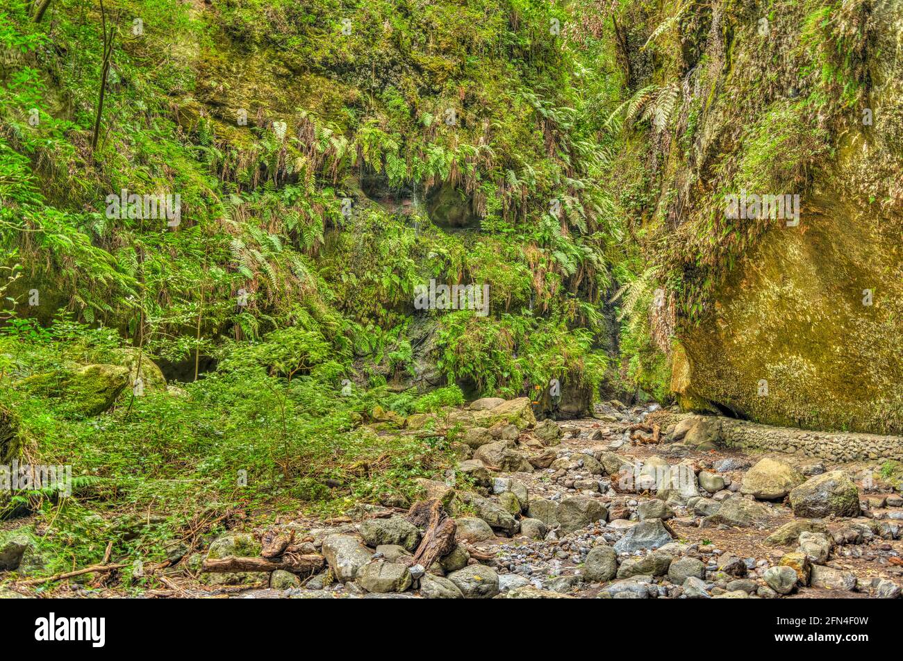 Los Tilos, La Palma, Canary Islands Stock Photo - Alamy