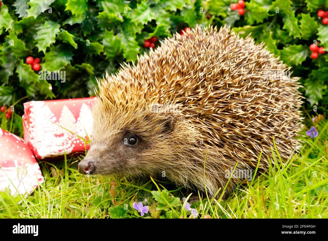 Our native hedgehog is an inhabitant of our gardens Stock Photo - Alamy