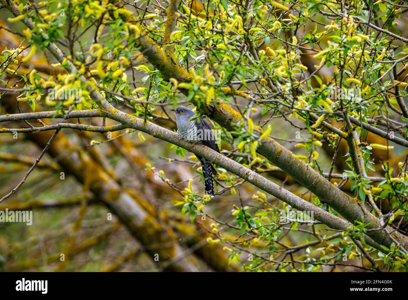 Cuckoo in a tree hi-res stock photography and images - Alamy