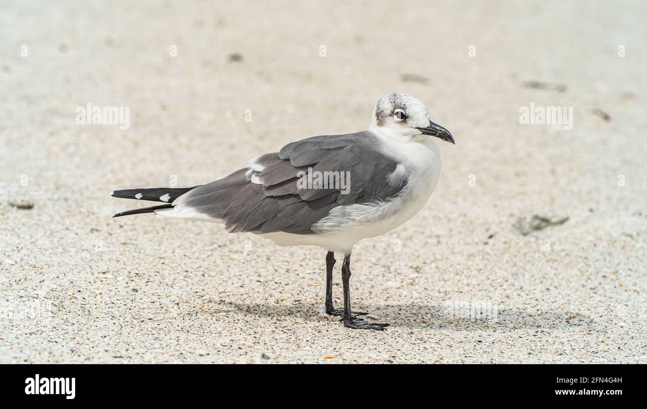 Laughing Gull standing on top of a sandy beach close up Stock Photo - Alamy