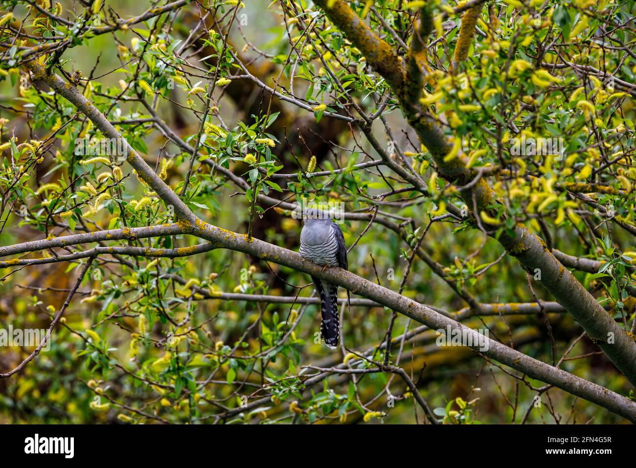 A cuckoo in a tree Stock Photo - Alamy