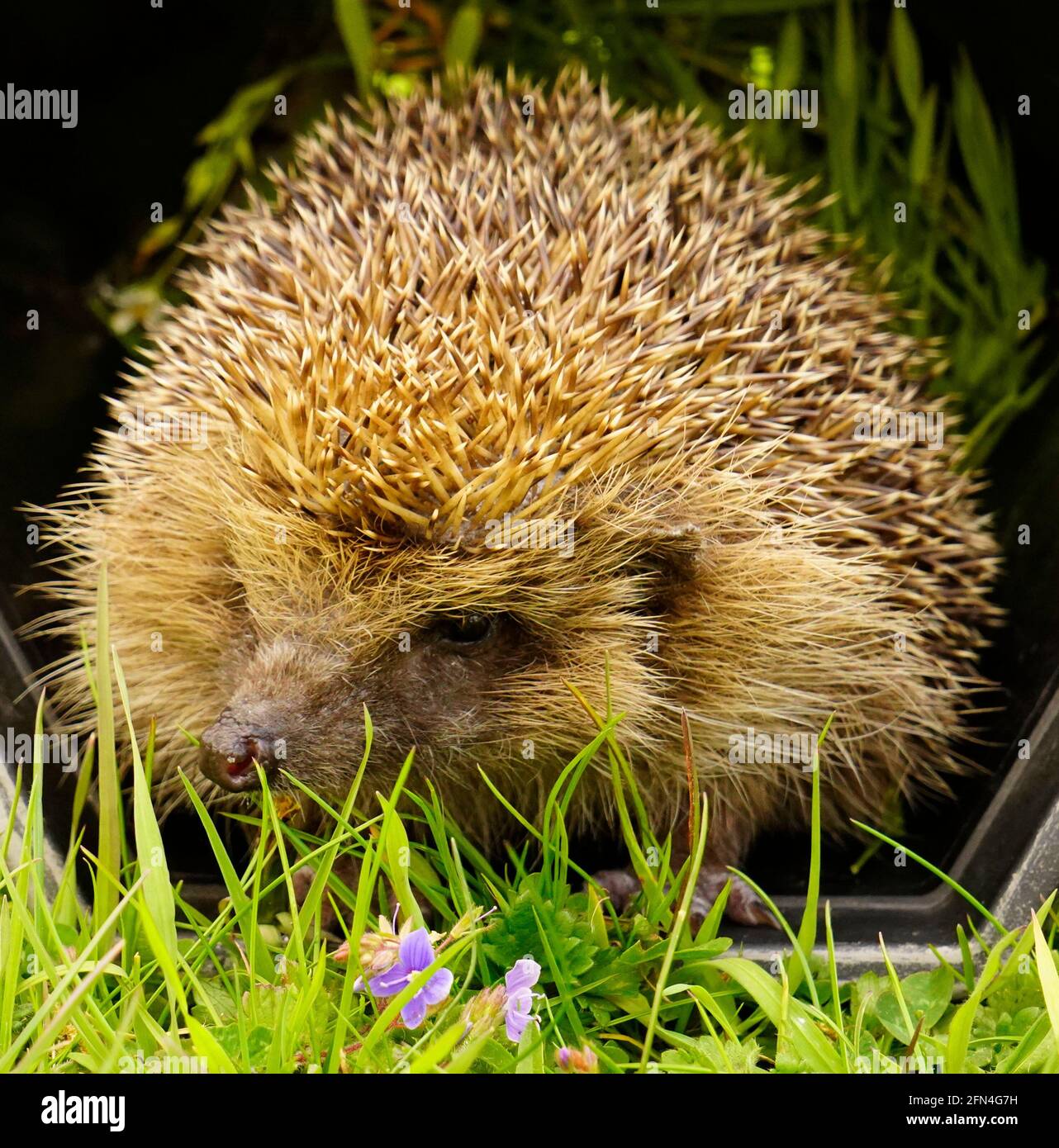 Our native hedgehog is an inhabitant of our gardens Stock Photo - Alamy