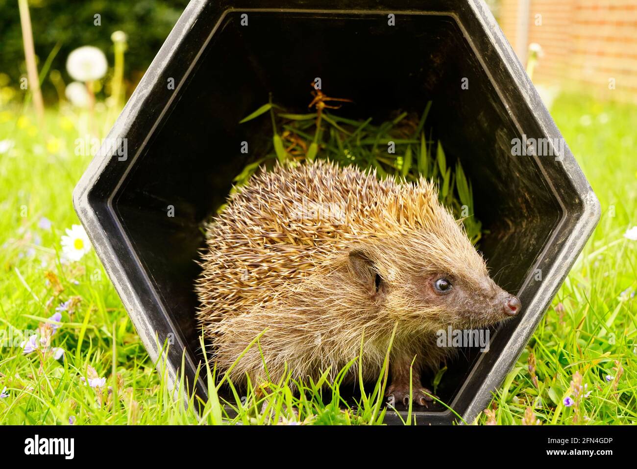 Our native hedgehog is an inhabitant of our gardens Stock Photo - Alamy