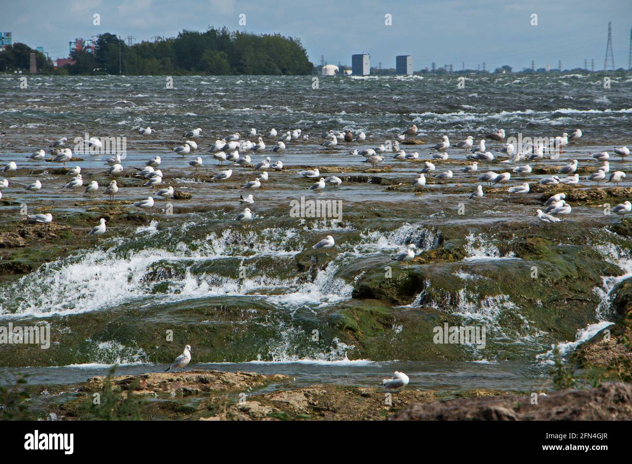 Niagara Falls Seagull High Resolution Stock Photography and Images - Alamy