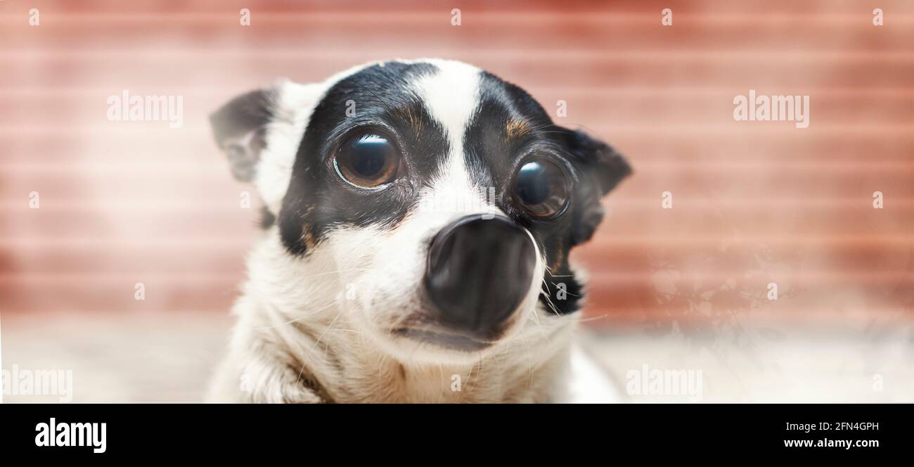 Face Pressed Against Glass High Resolution Stock Photography and Images ...