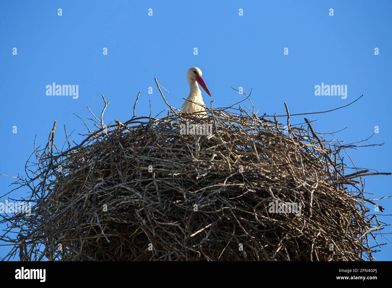 ZAKARPATTIA REGION, UKRAINE - MAY 11, 2021 - A white stork is seen in ...