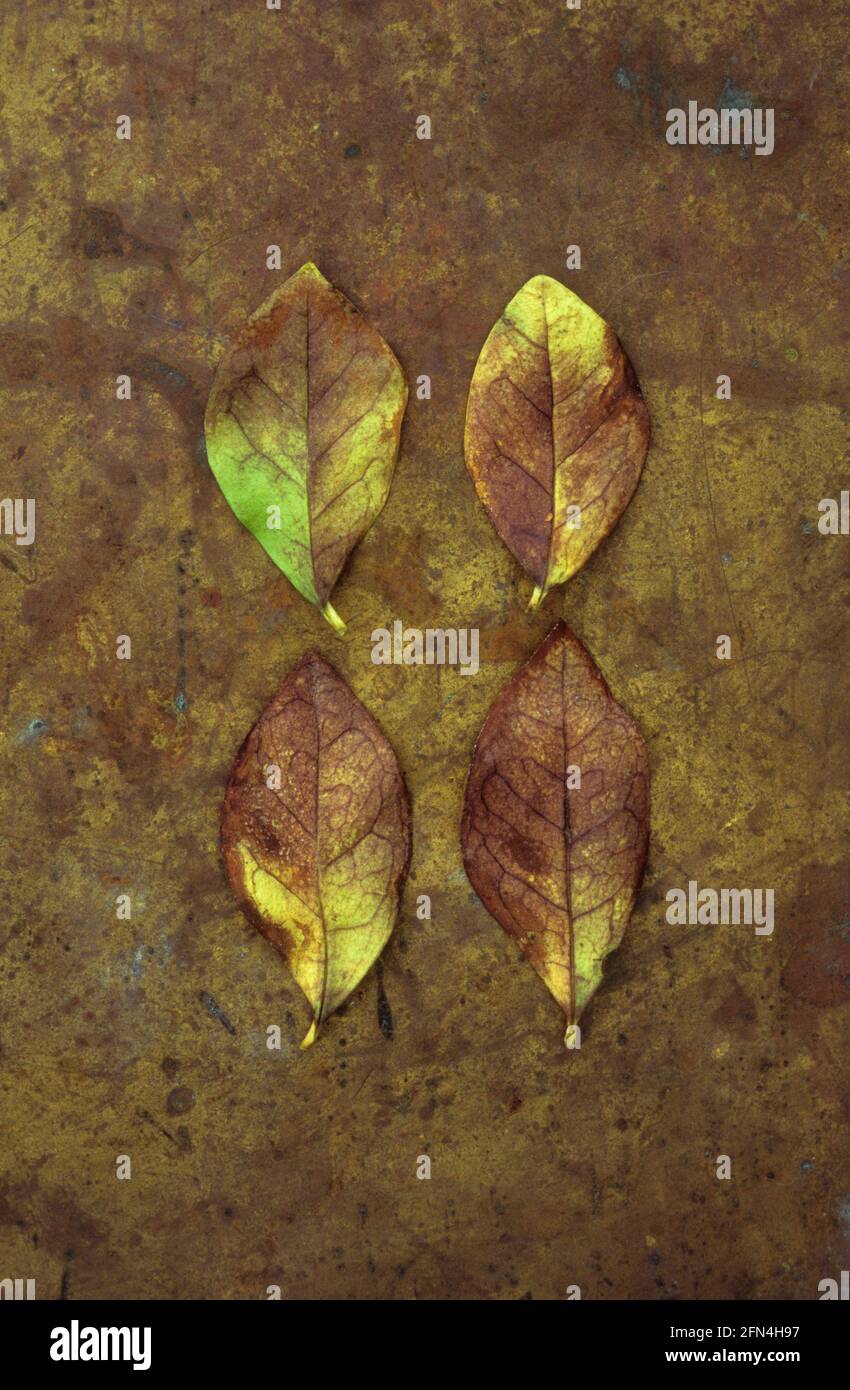 Privet leaf hi-res stock photography and images - Alamy