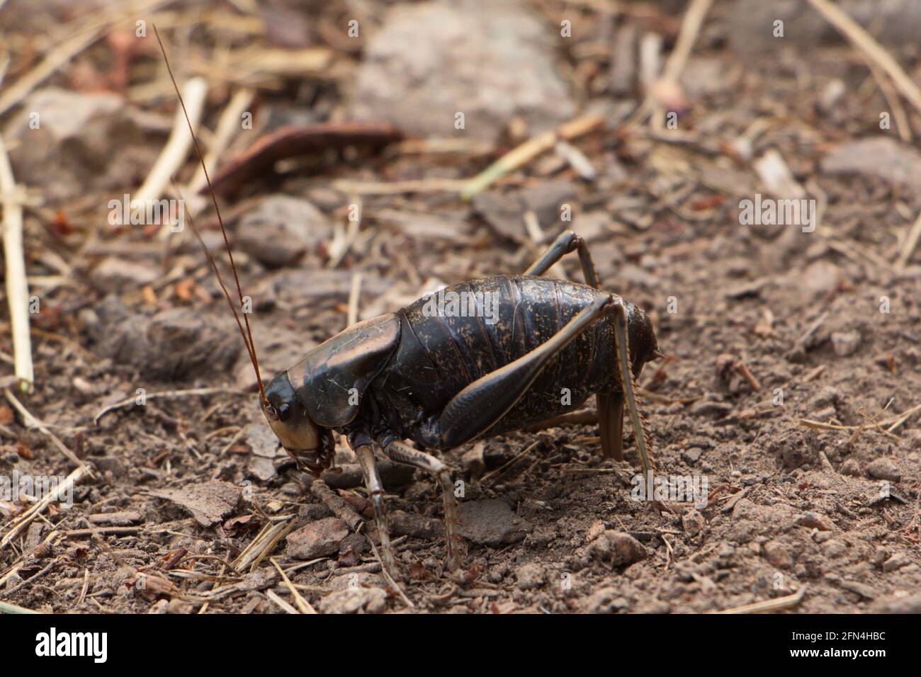Katydid egg hi-res stock photography and images - Alamy