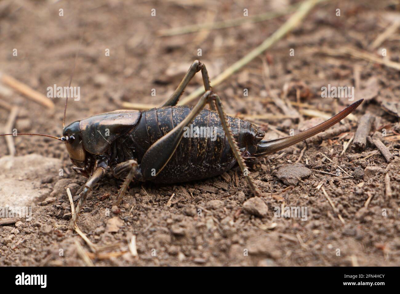 Katydid egg hi-res stock photography and images - Alamy