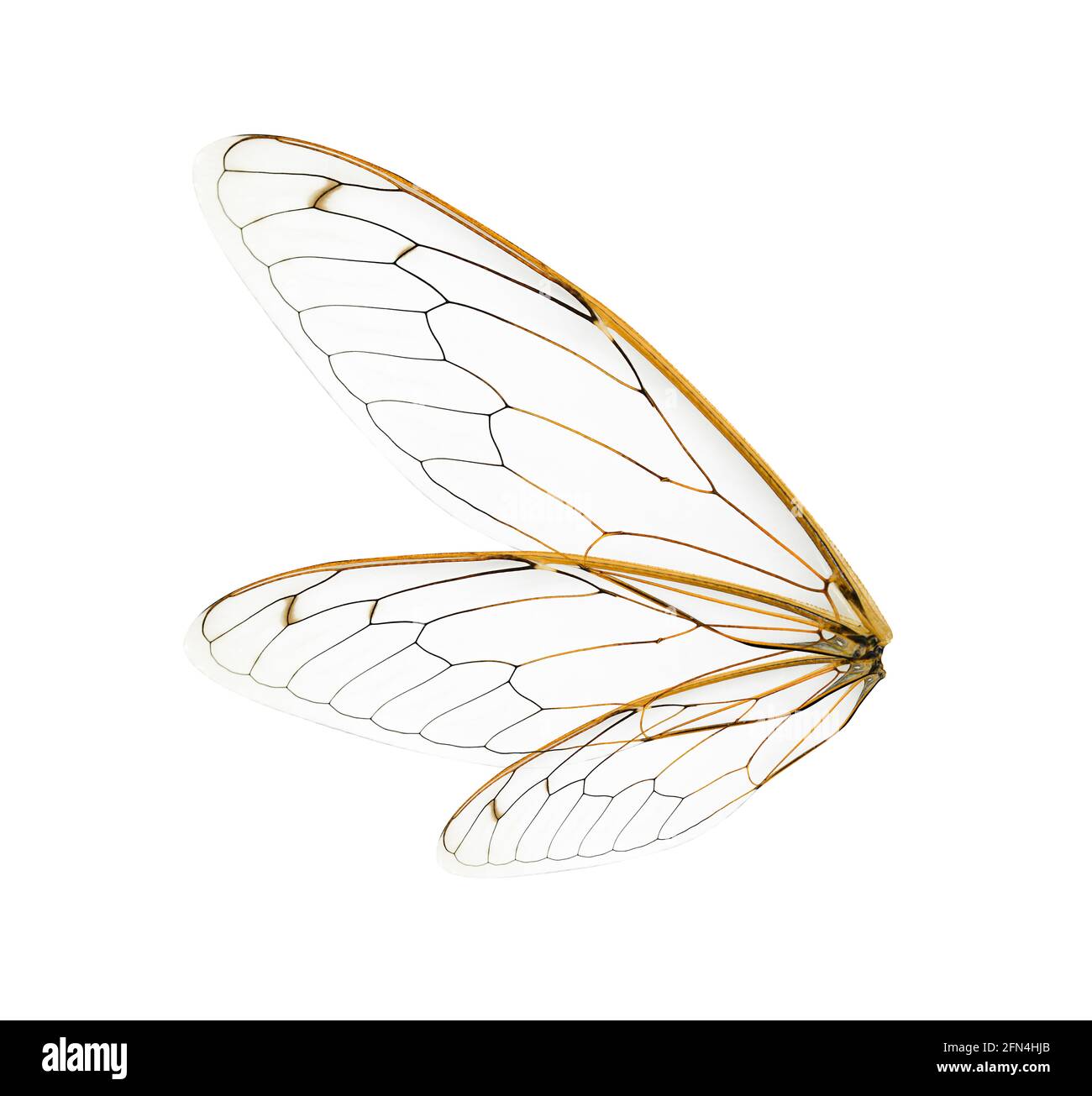 wings of Insect cicada on white bacground Stock Photo - Alamy