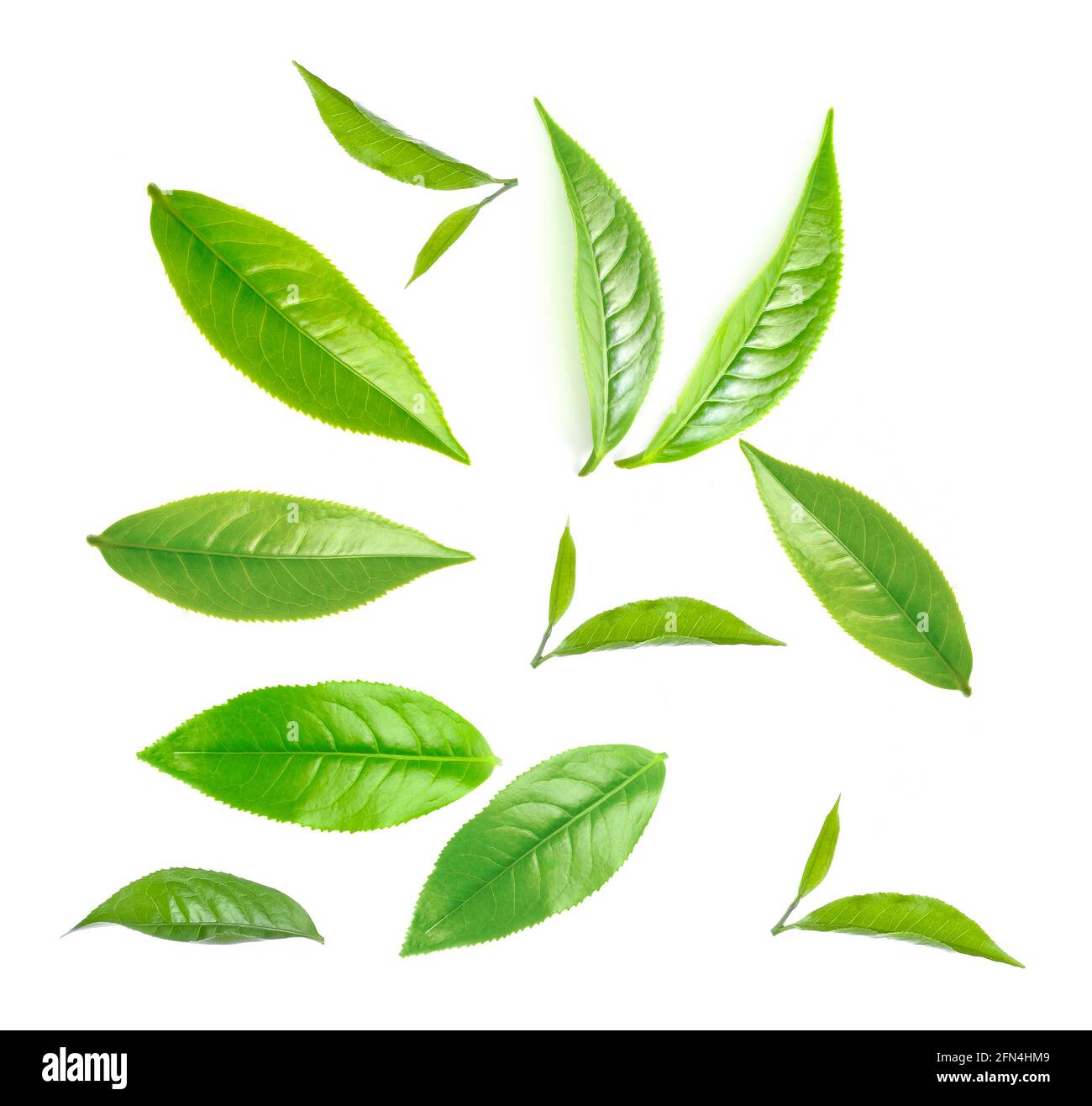 Green tea leaf collection isolated on white background Stock Photo - Alamy