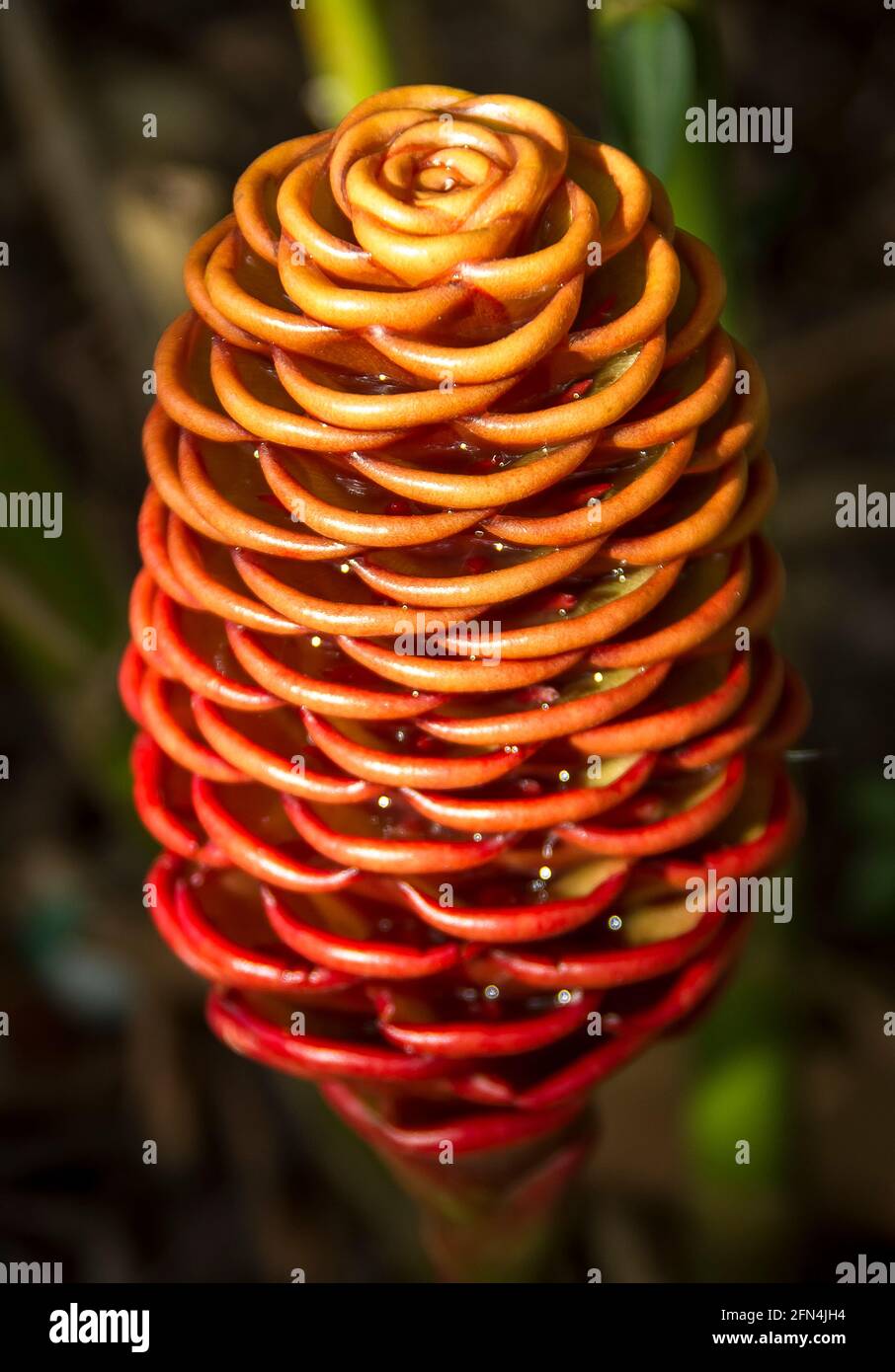 Flower head of Beehive ginger, Zingiber spectabile, ginger wort ...
