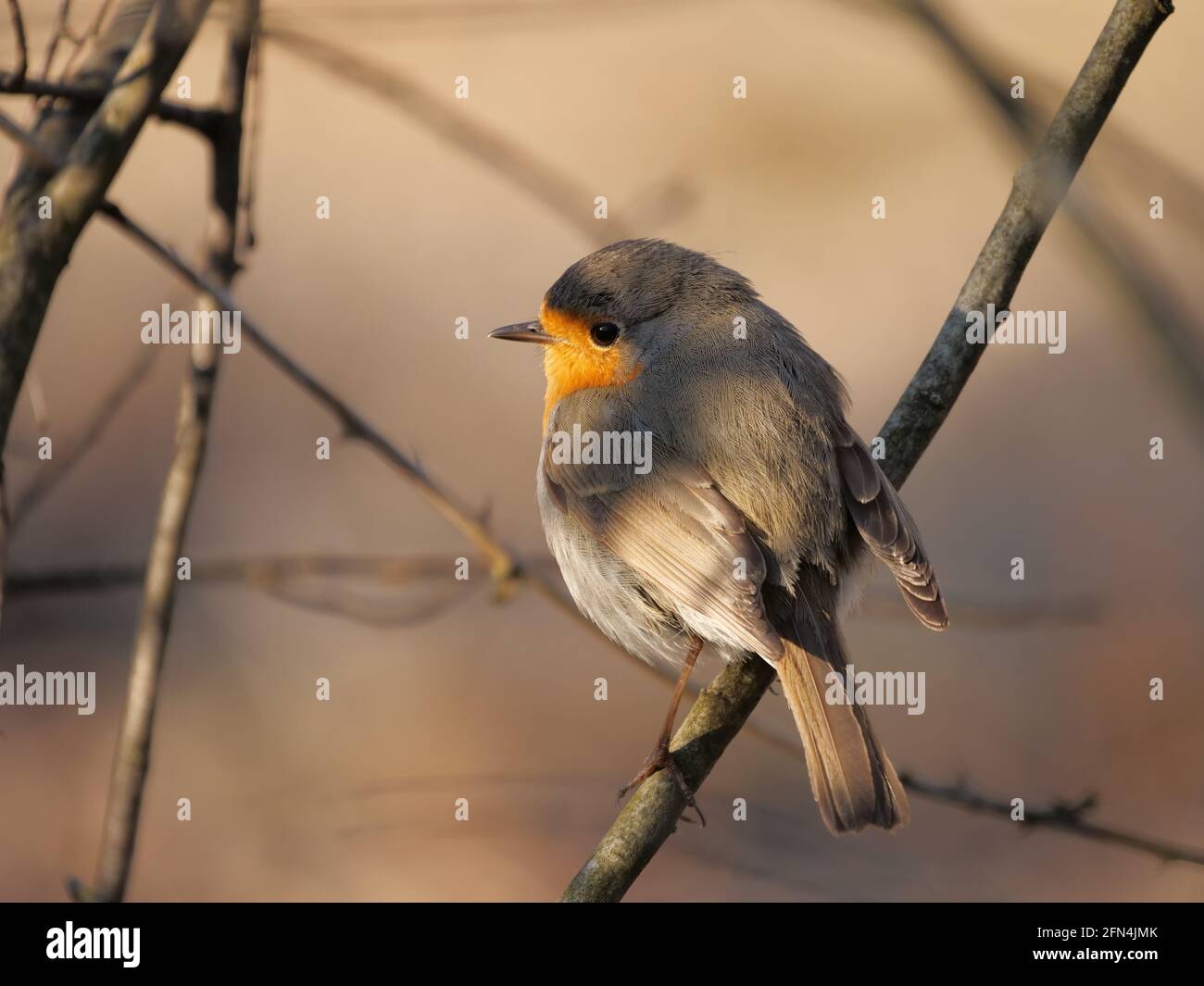 Robin fauna hi-res stock photography and images - Alamy