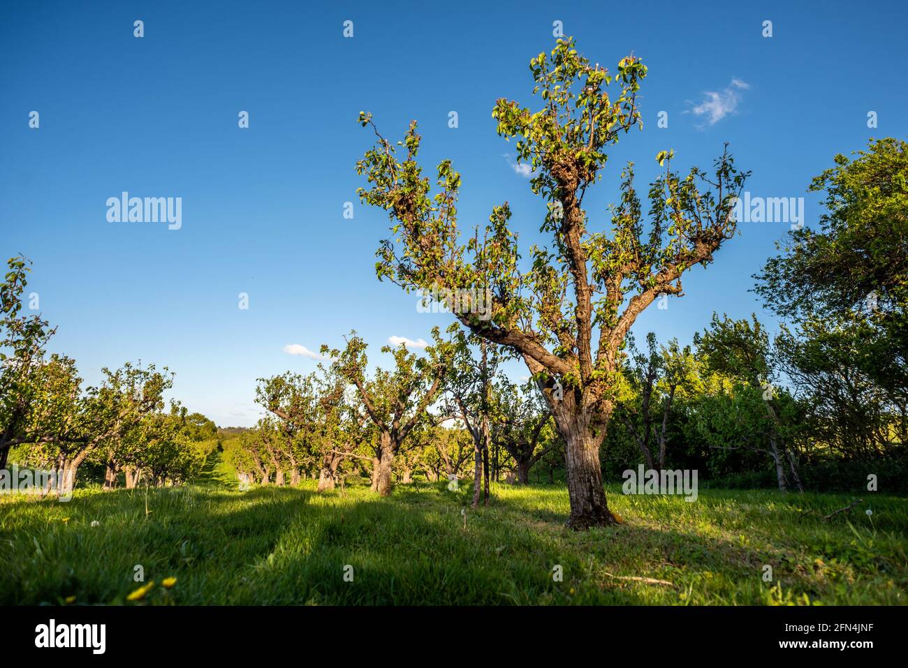 Cooling, May 10th 2021: Pear-tree orchard in Cooling, on the Hoo ...