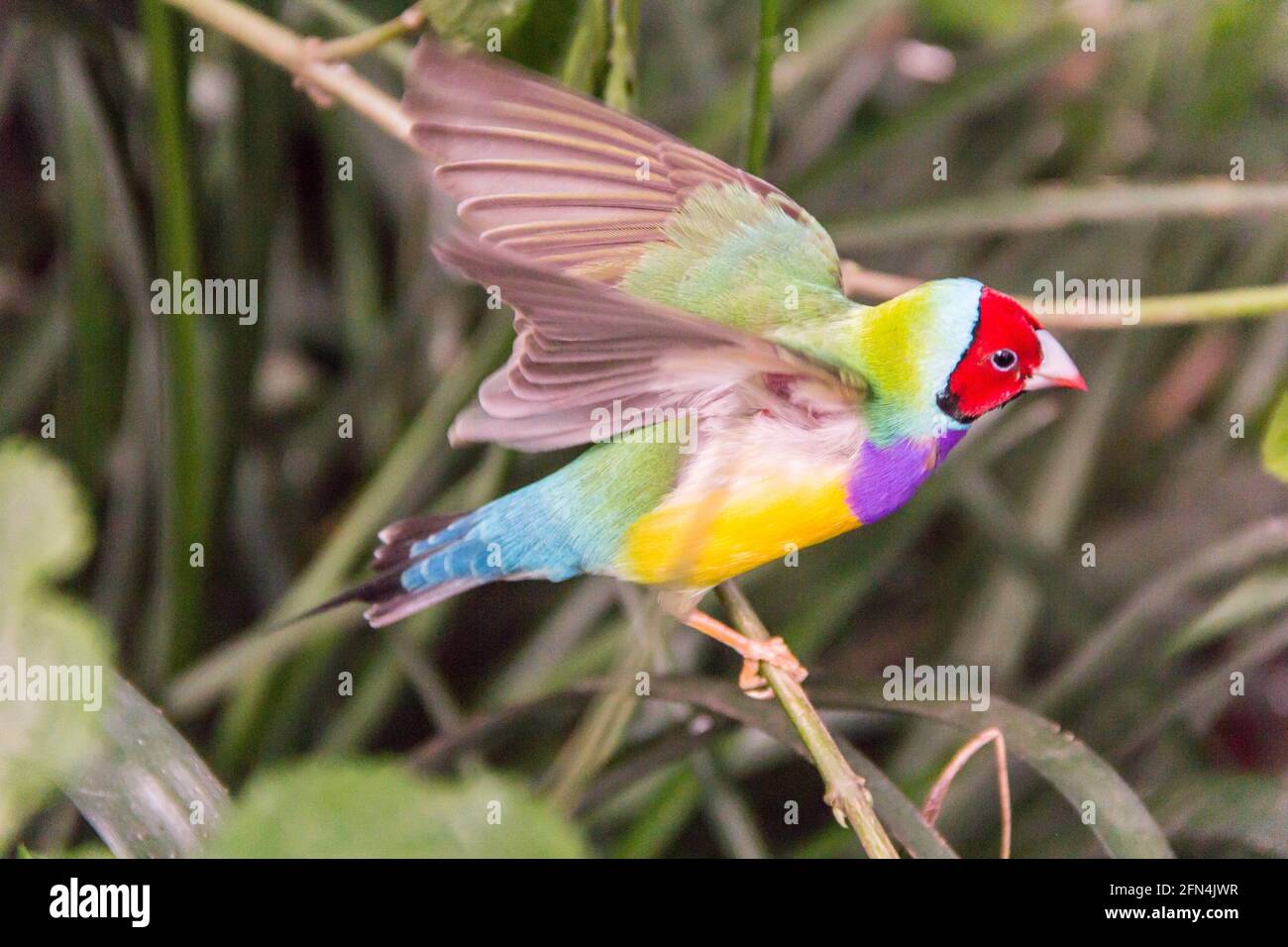 Gouldian australian finch hi-res stock photography and images - Alamy