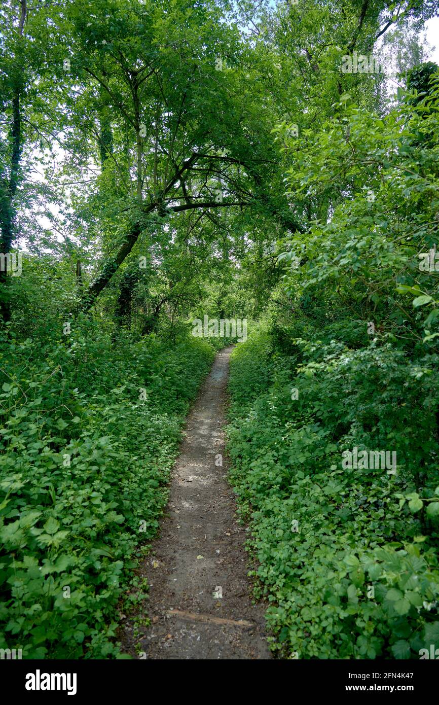 Orzinuovi (Bs), Italy, the cycle path of the Oglio river in the forest ...