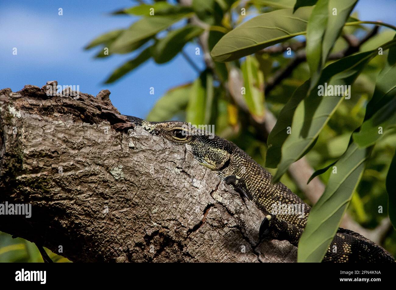 Goanna, Lace monitor lizard, Tree monitor, Varanus varius. A large ...