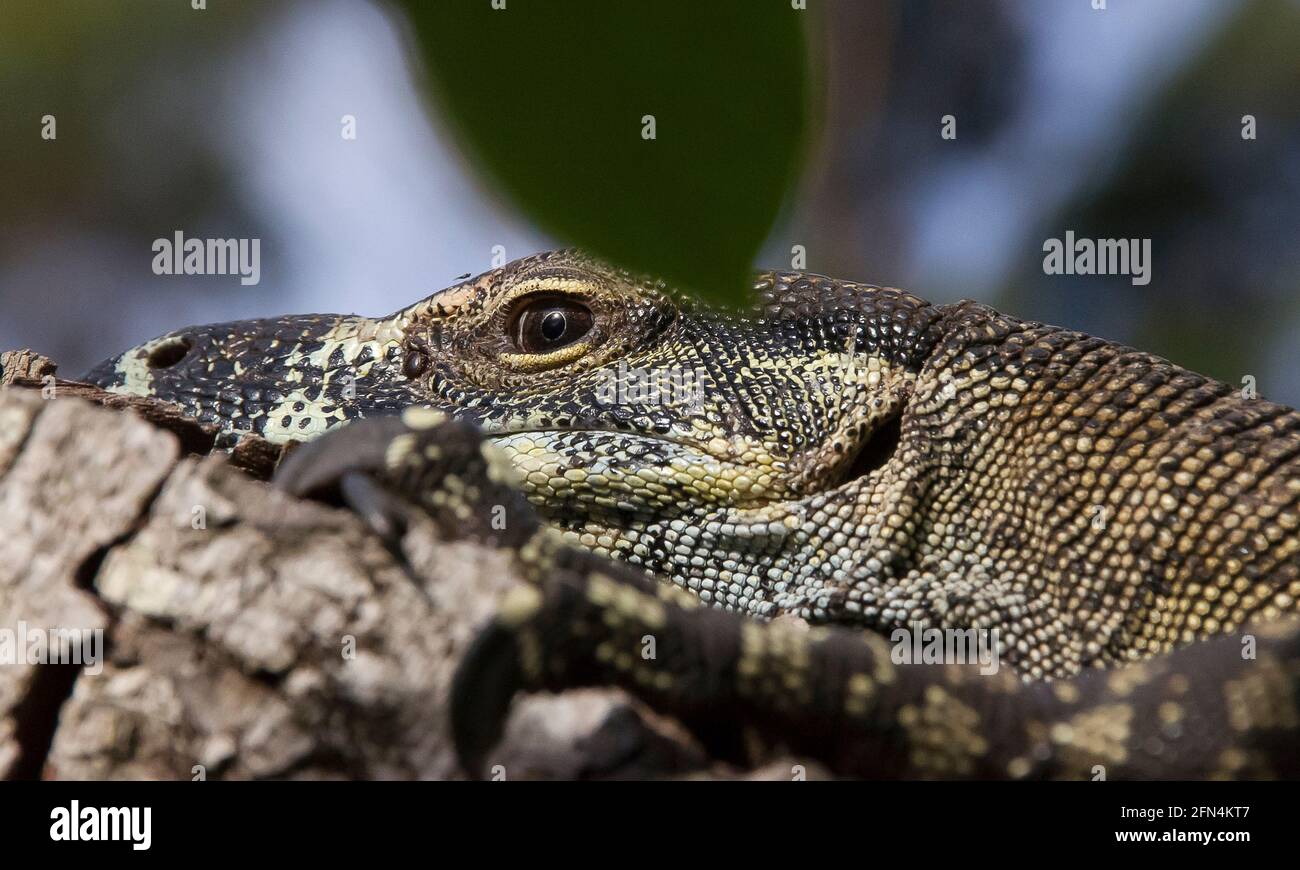 Goanna, Lace monitor lizard, Tree monitor, Varanus varius. A large ...