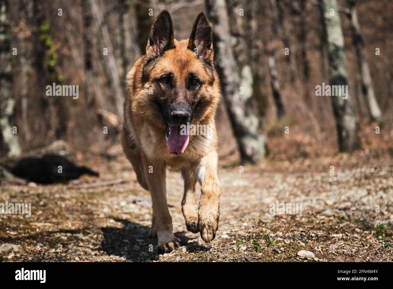 German Shepherd dog show breeding happily walks along forest path in ...
