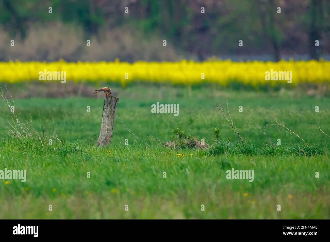 Eagle with mouse hi-res stock photography and images - Alamy