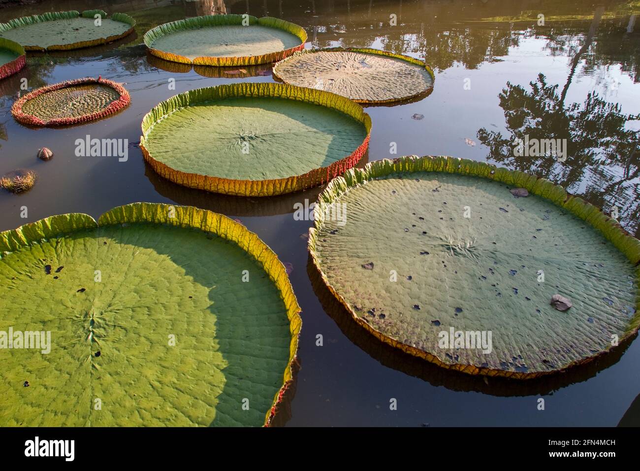 Victoria amazonica. Giant Water Lily close up Amazon Water lily leaves ...
