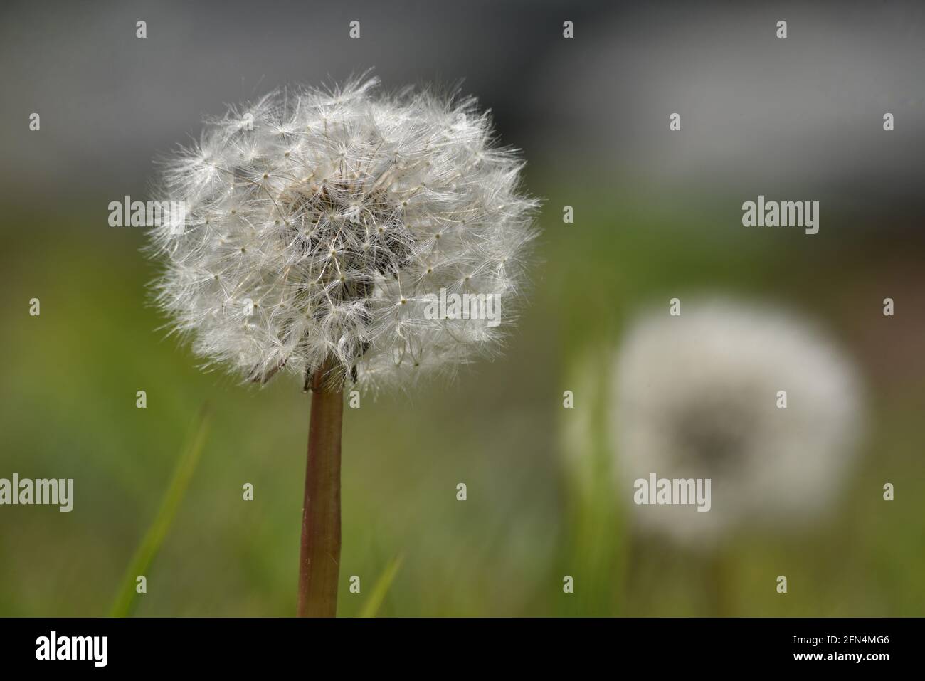 dandelion head with seeds Stock Photo - Alamy