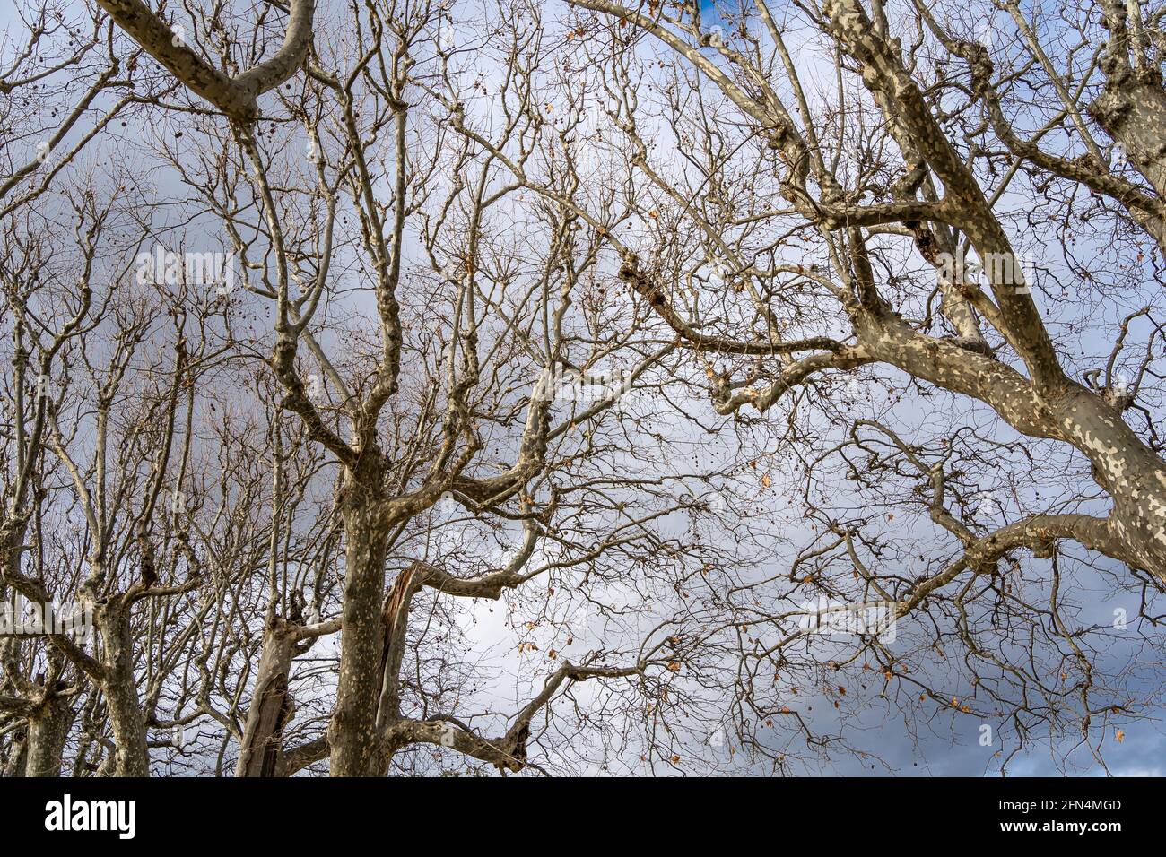 Branches of plane trees - Platanus - in winter time Stock Photo - Alamy