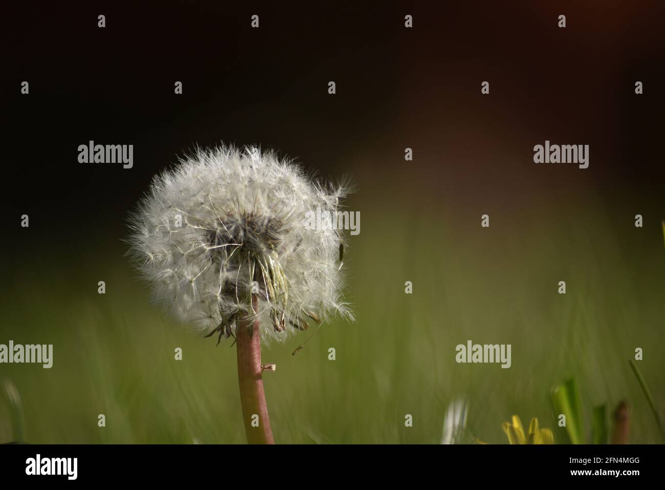 dandelion head with seeds Stock Photo - Alamy