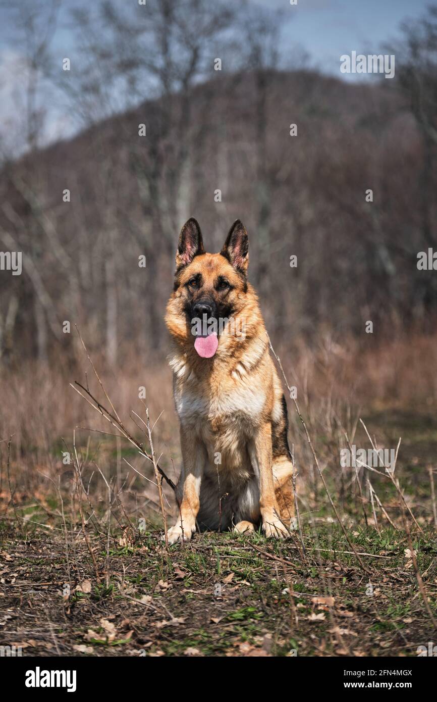 German Shepherd Smiling