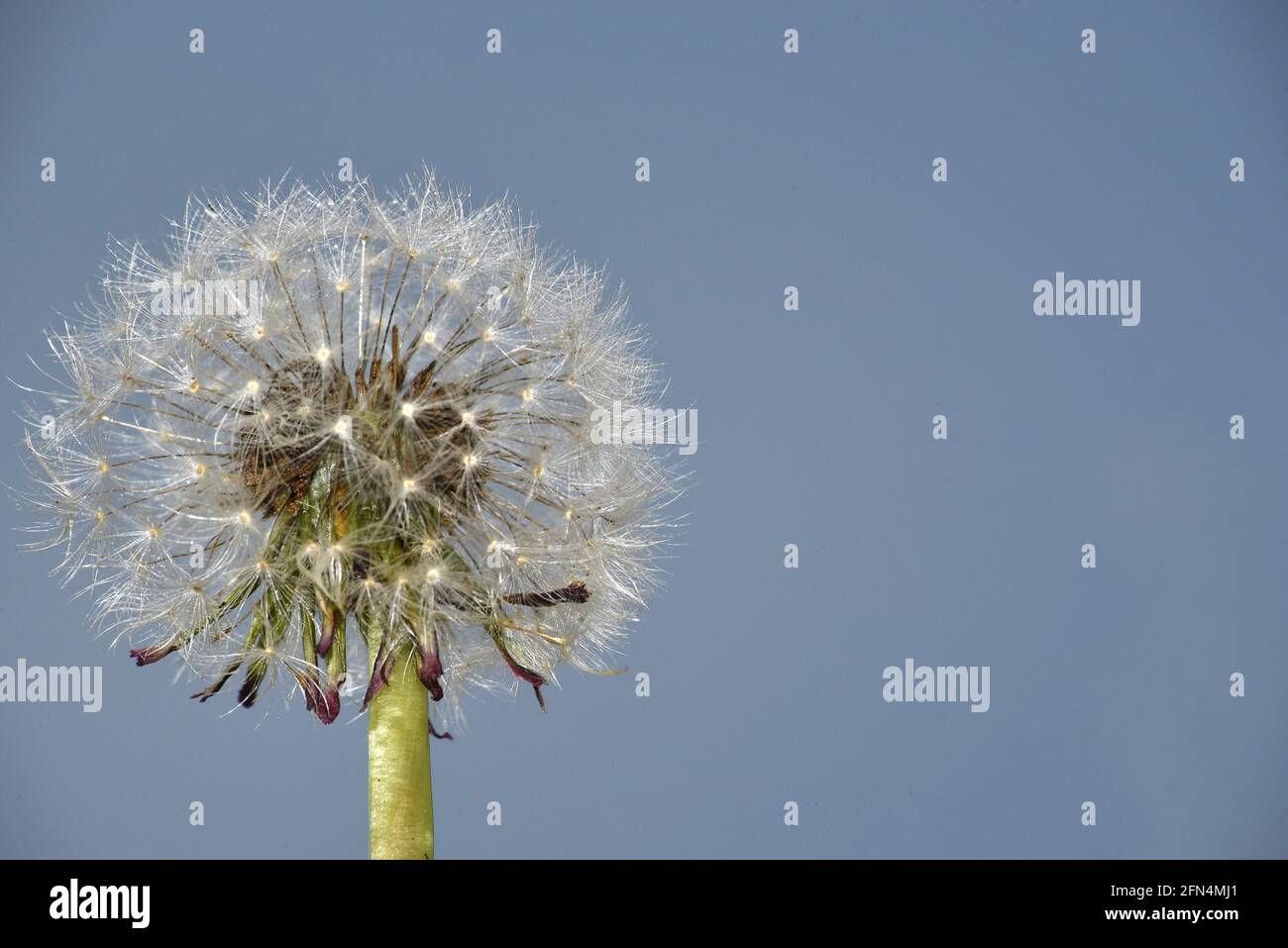 dandelion head with seeds Stock Photo - Alamy