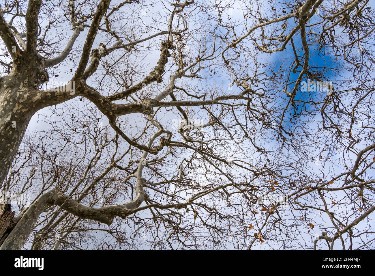Branches of plane trees - Platanus - in winter time Stock Photo - Alamy