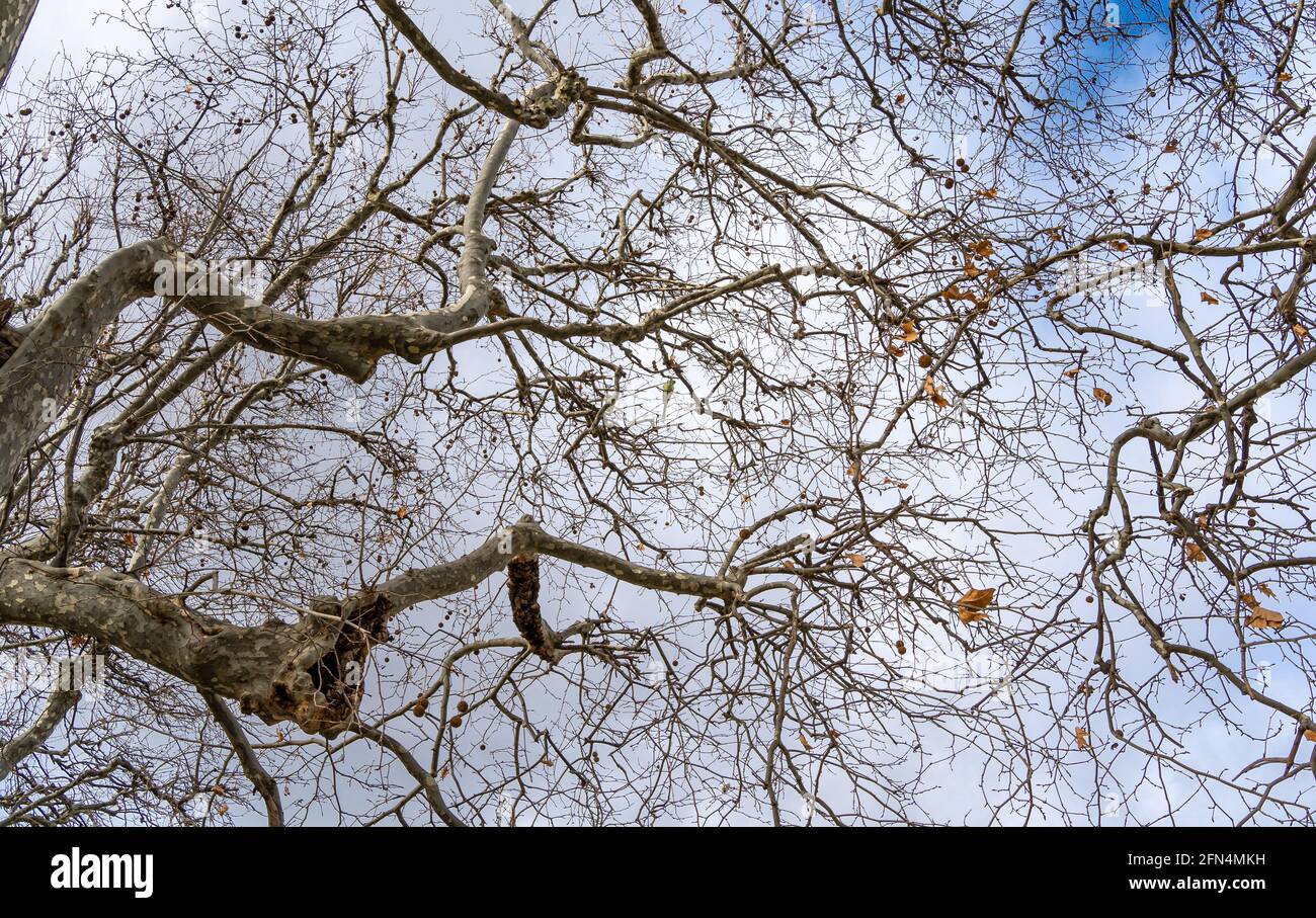 Branches of plane trees - Platanus - in winter time Stock Photo - Alamy